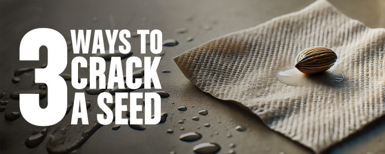 3 Ways to Crack a Seed: Germinate Seeds Super Fast. | GroWell